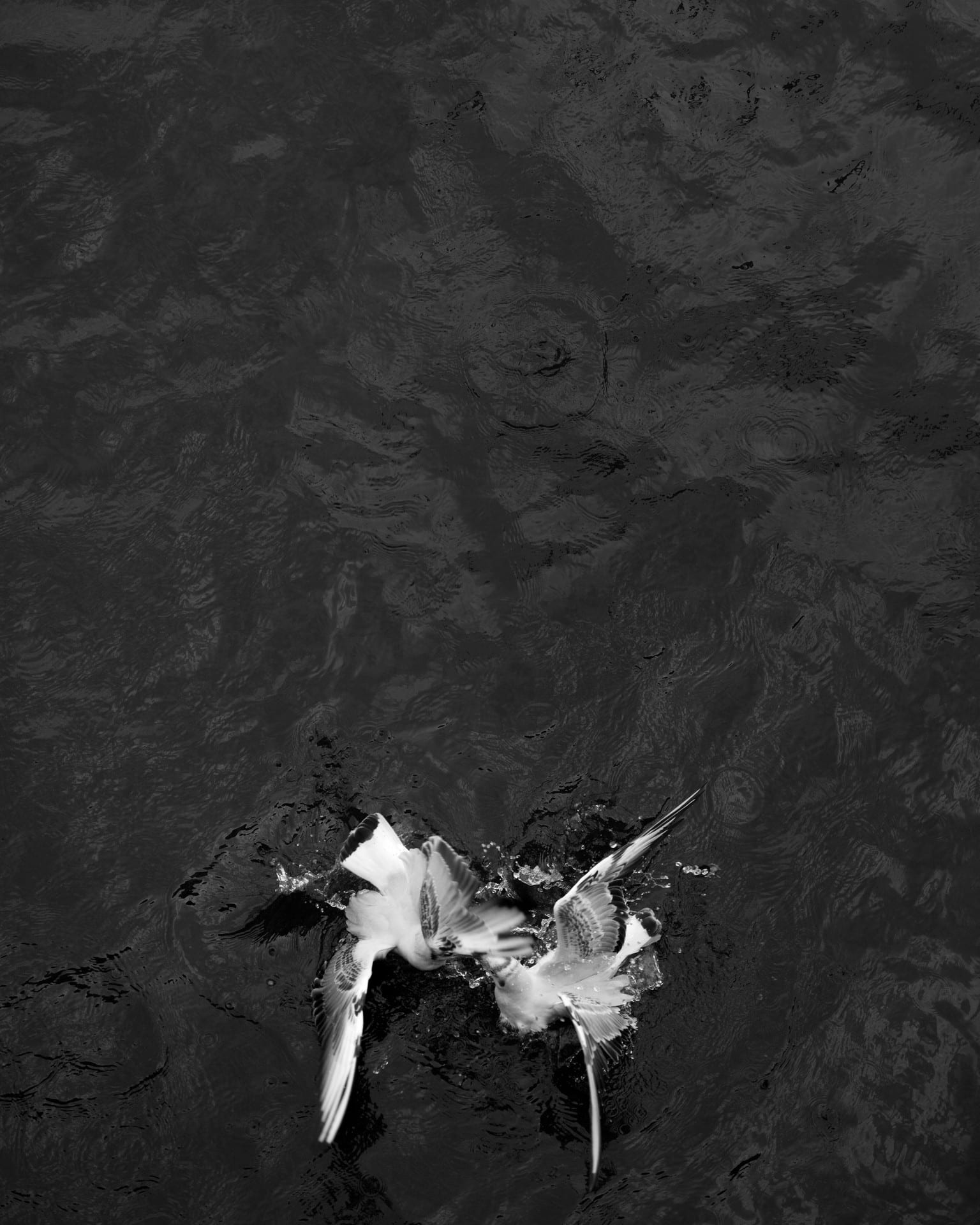 LOREDANA NEMES, LA SYMPHONIE DES GRIS